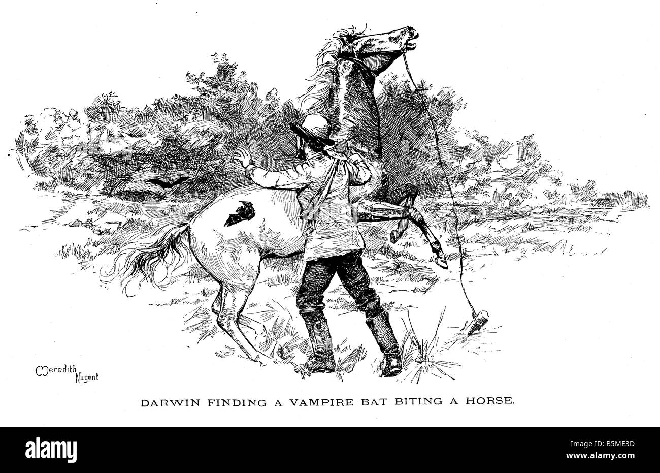 Charles darwin book illustration hi-res stock photography and images ...