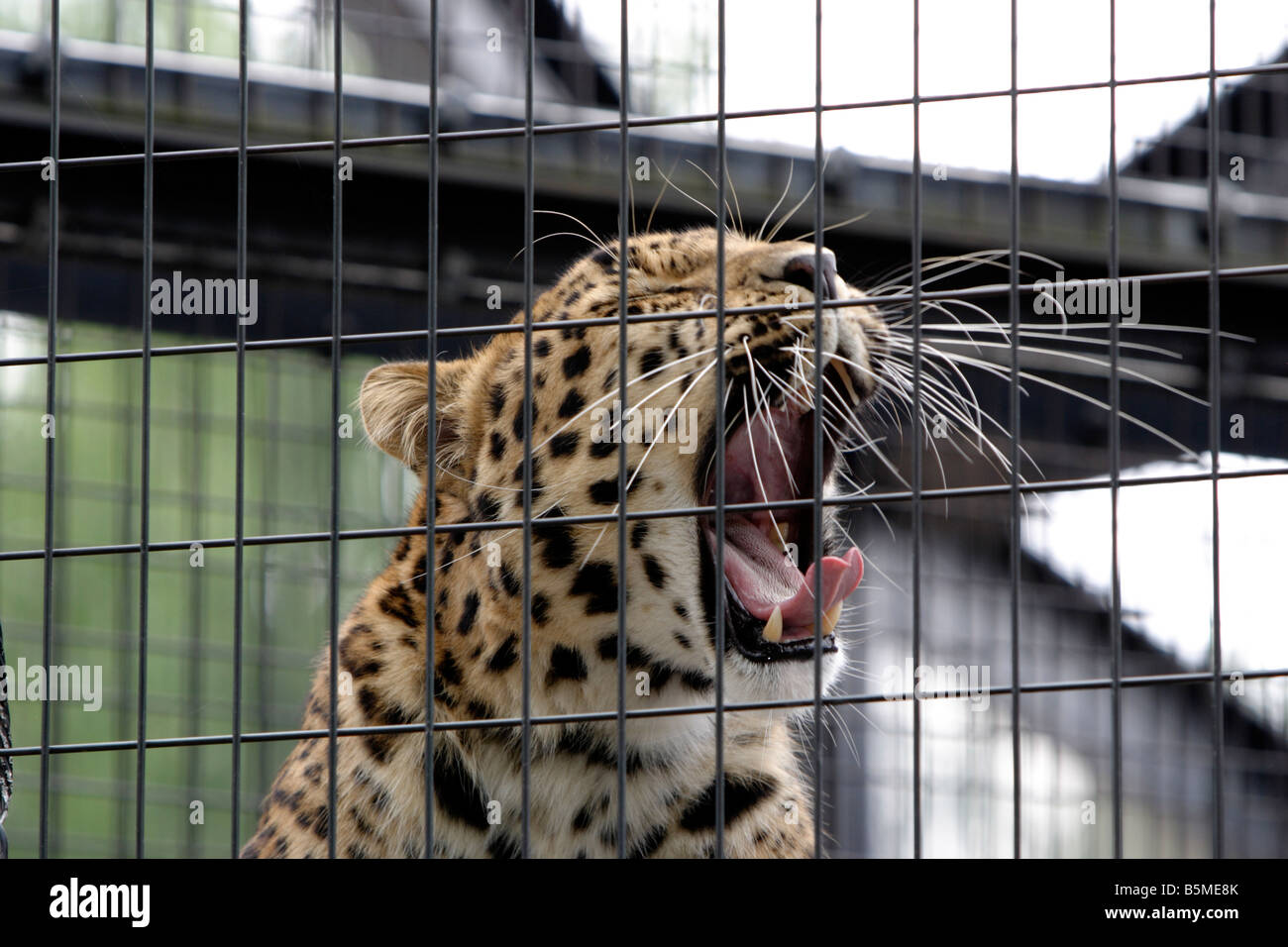 Leopard in Asahiyama Zoo Hokkaido Japan Stock Photo - Alamy