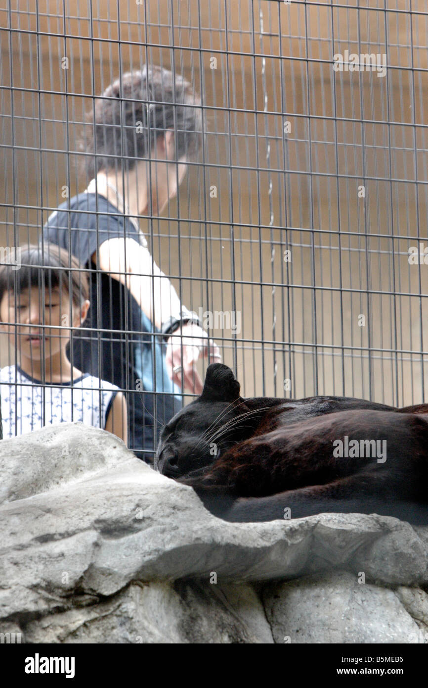 Black panther in Asahiyama Zoo Hokkaido Japan Stock Photo - Alamy