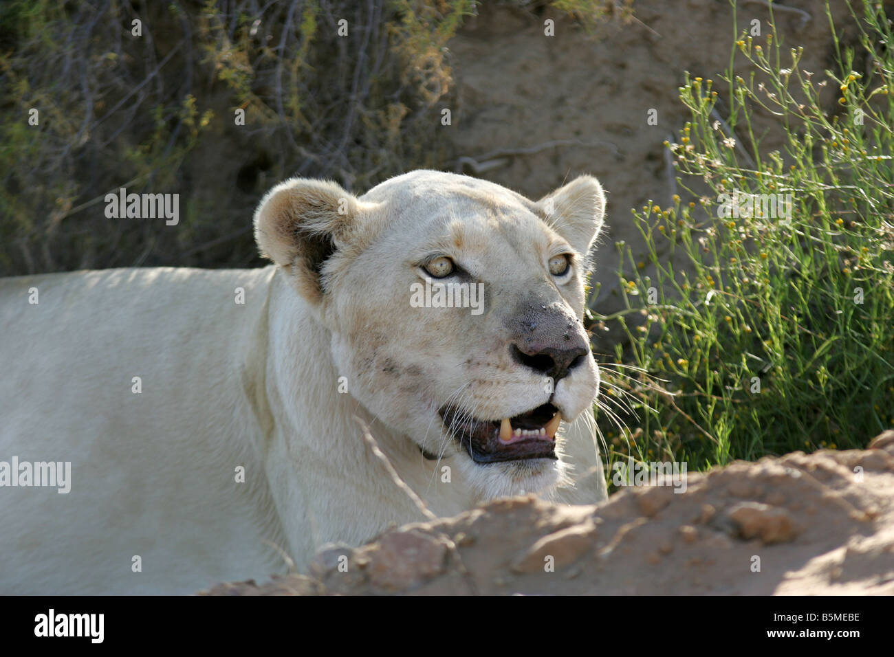 White lion lioness hi-res stock photography and images - Alamy
