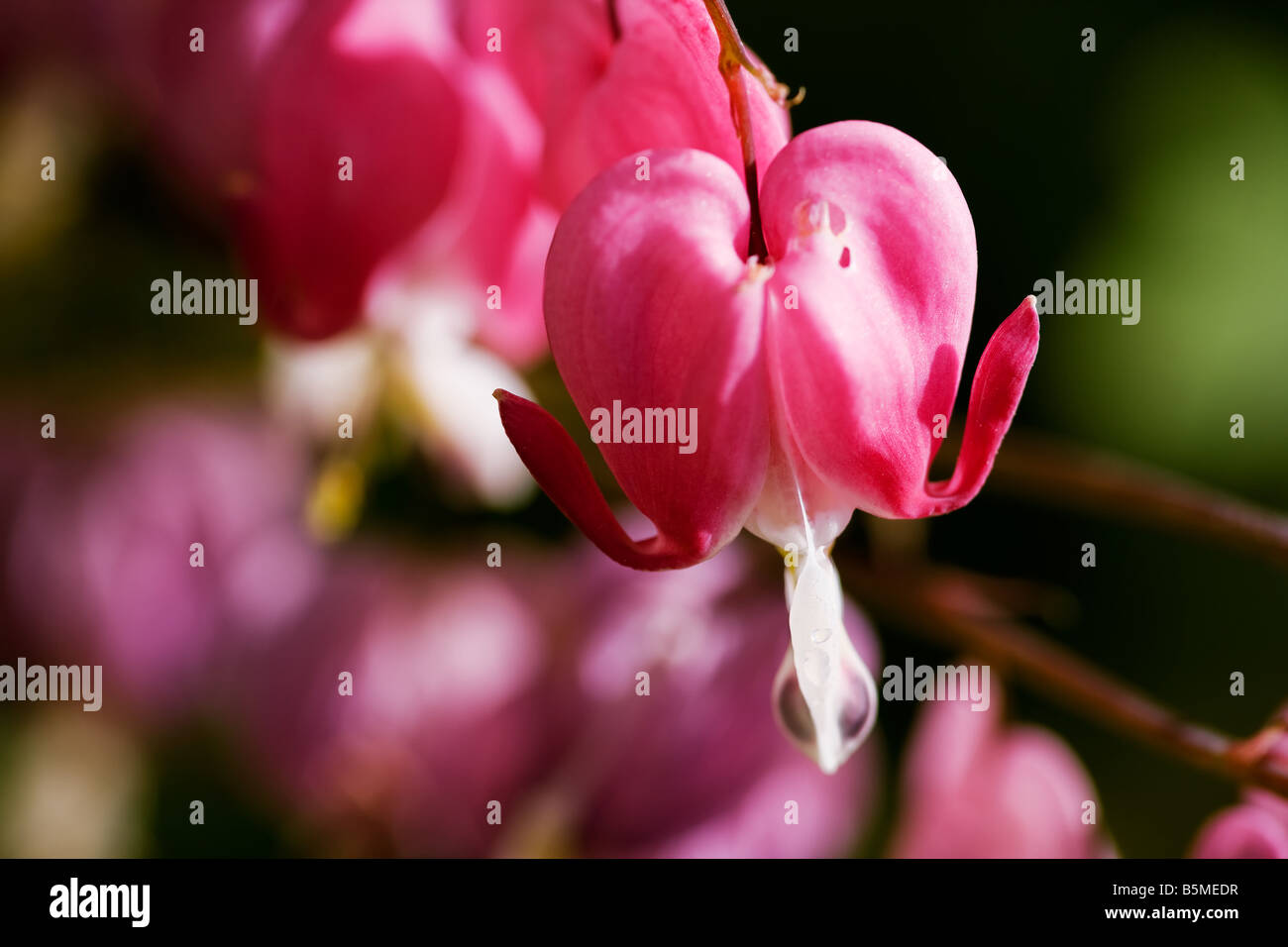 Pacific bleeding heart plant hi-res stock photography and images - Alamy