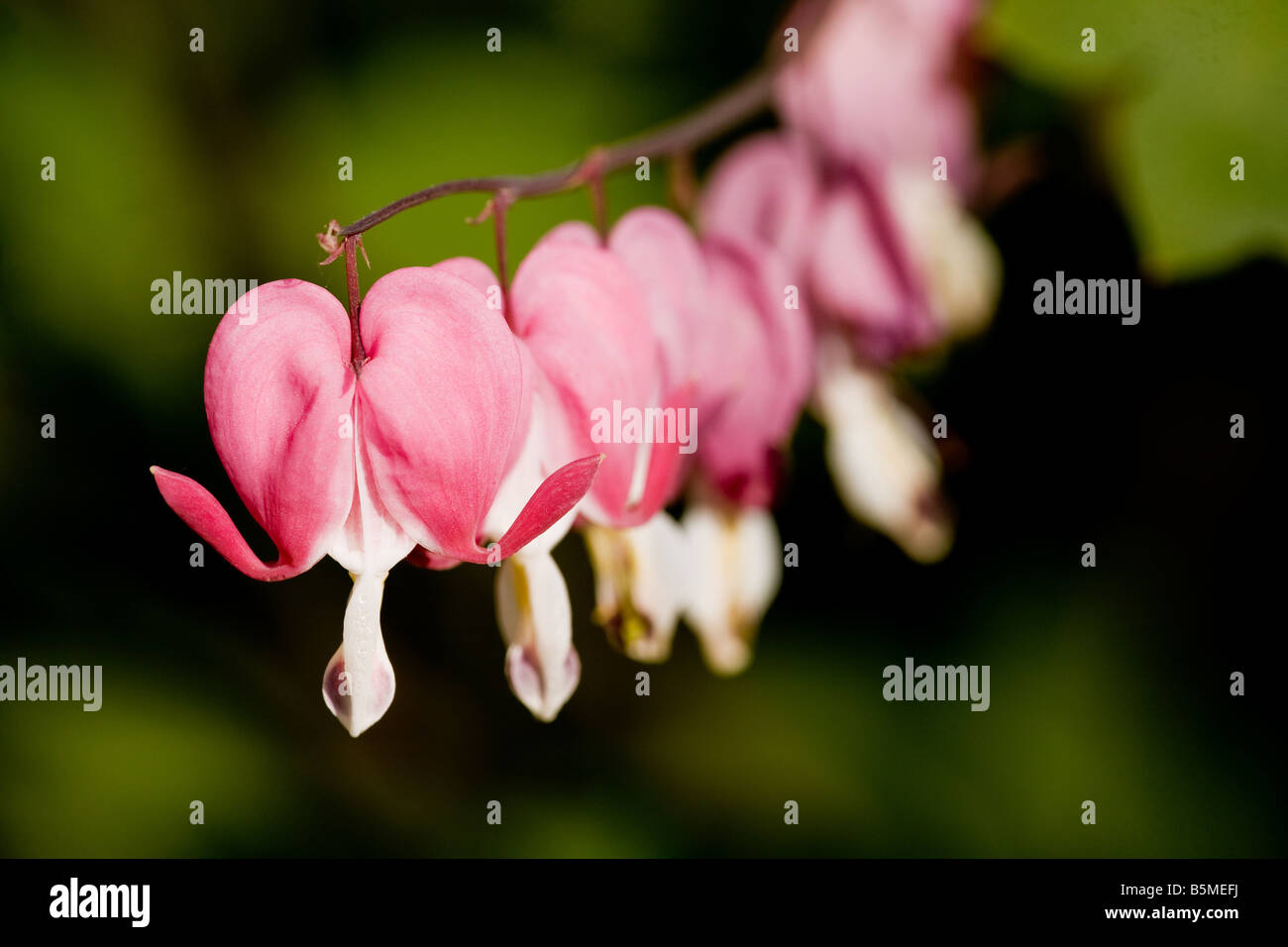 Macro bleeding heart hi-res stock photography and images - Alamy