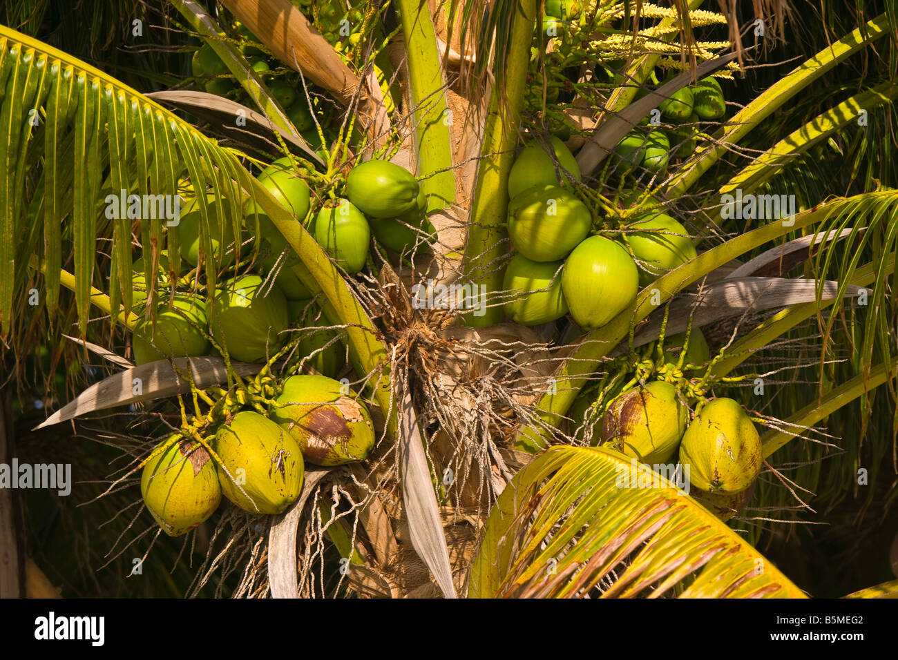 CAYE CAULKER BELIZE Coconut palm tree Stock Photo - Alamy
