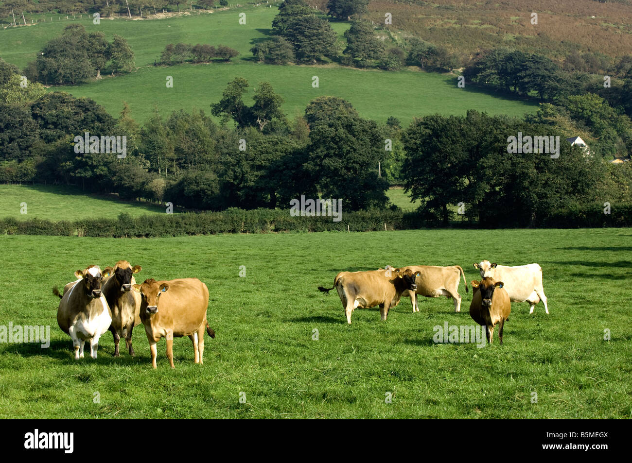 Jersey dairy cattle graze in the Welsh countryside near Ruthin Wales ...