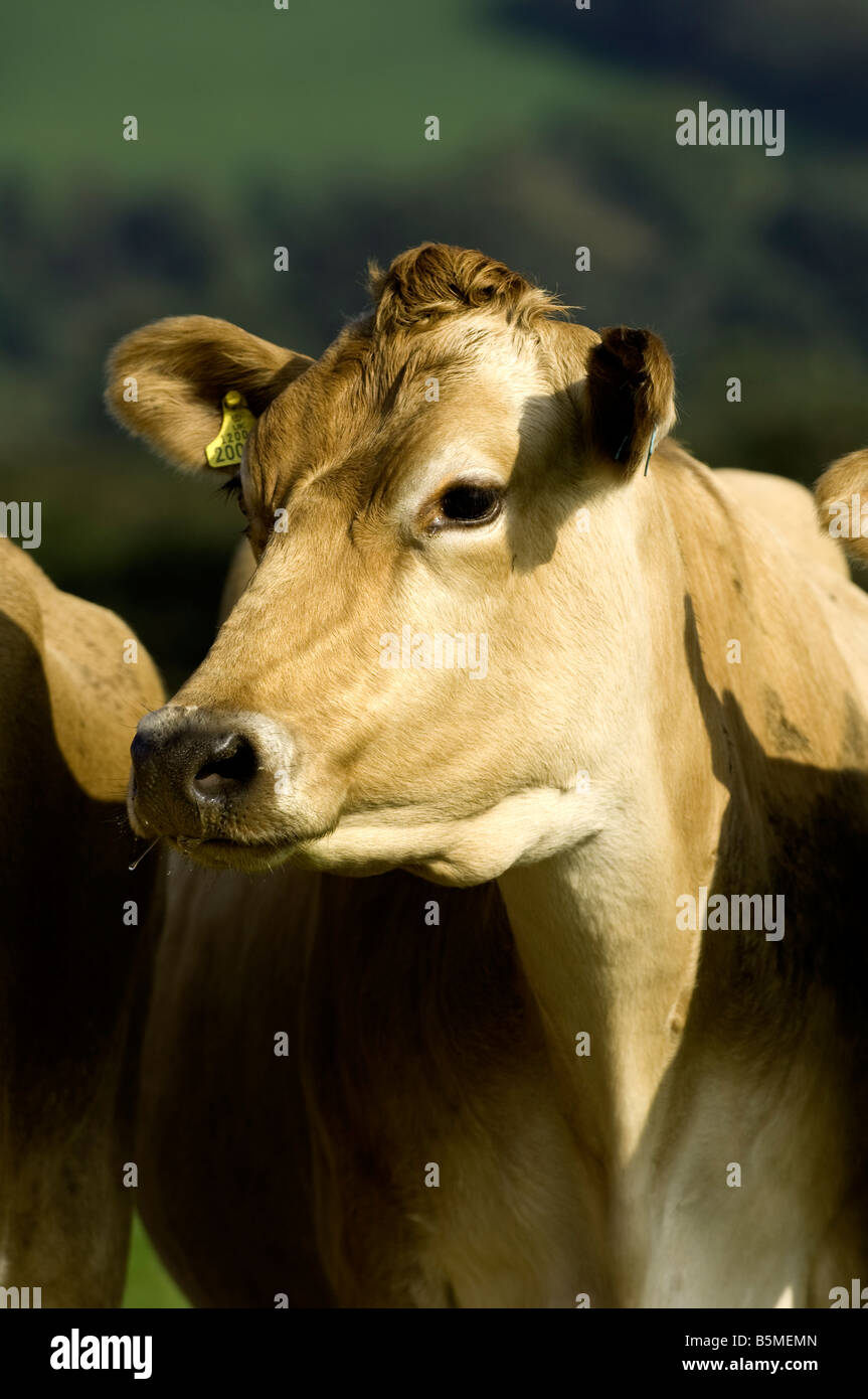 Breed of dairy cattle hi-res stock photography and images - Alamy