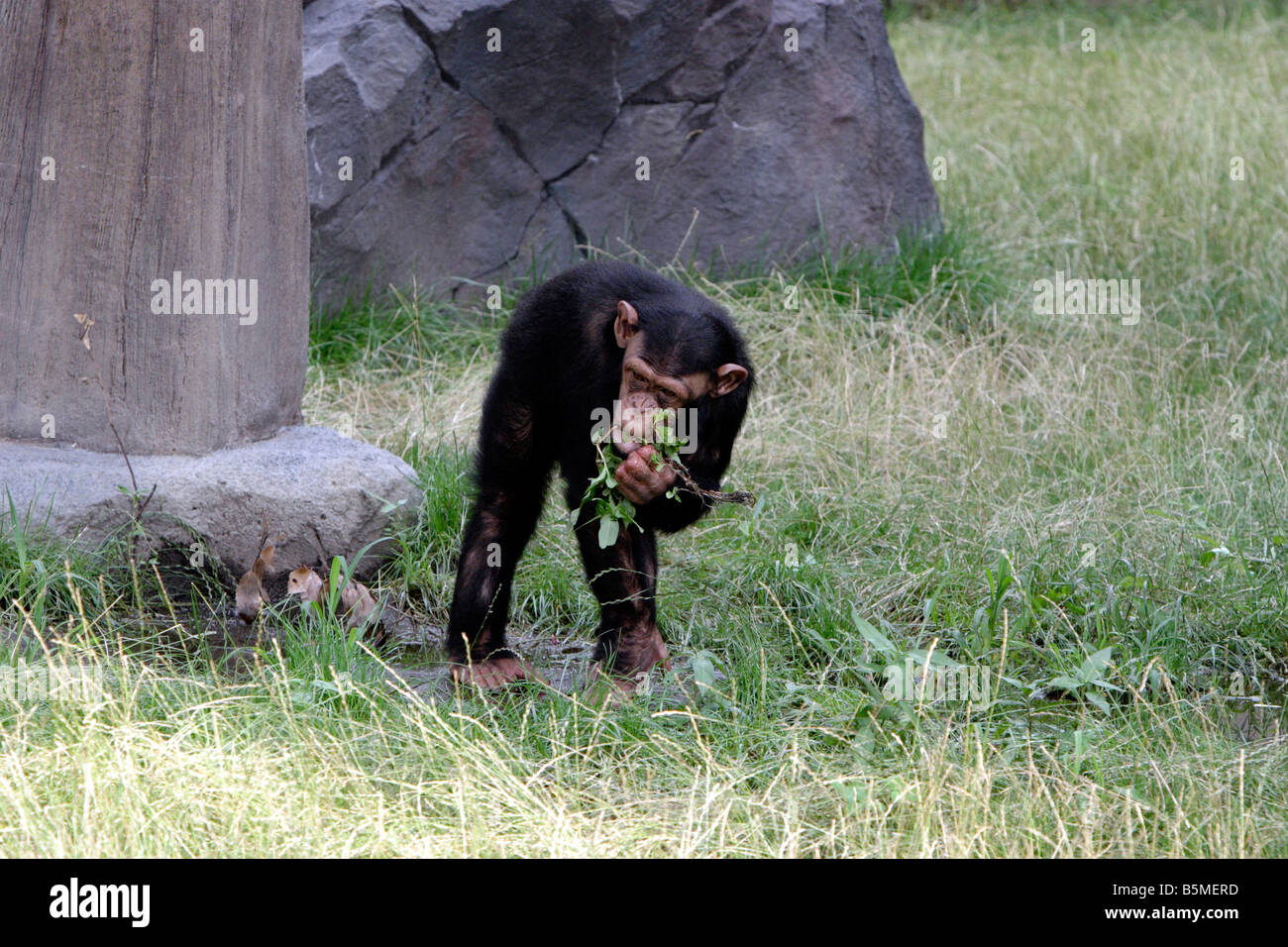 Japanese monkey asahiyama zoo asahikawa hi-res stock photography and ...