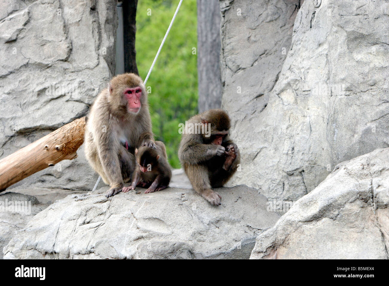 Japanese monkey asahiyama zoo asahikawa hi-res stock photography and ...