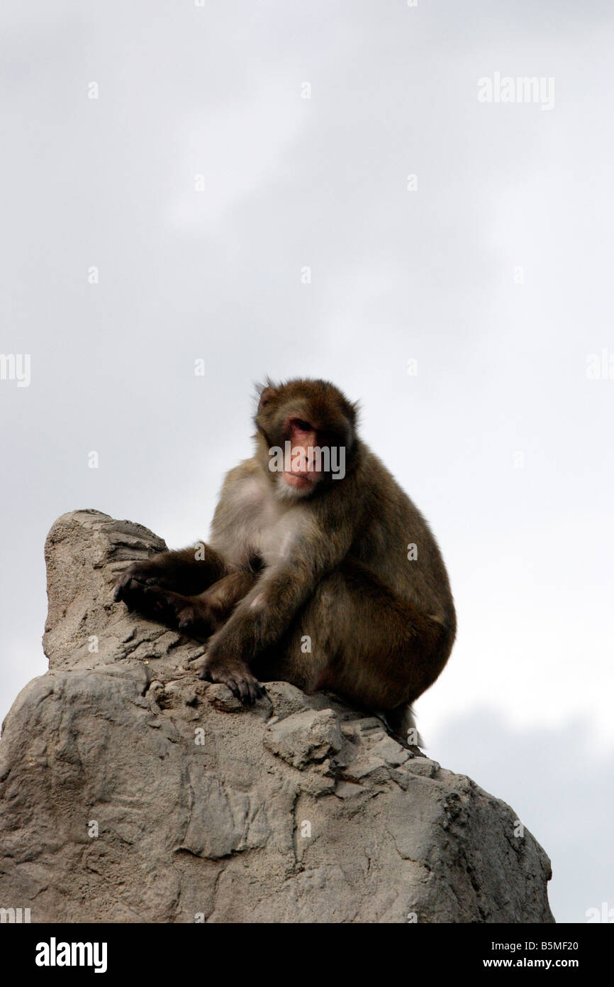 Japanese primate hi-res stock photography and images - Alamy
