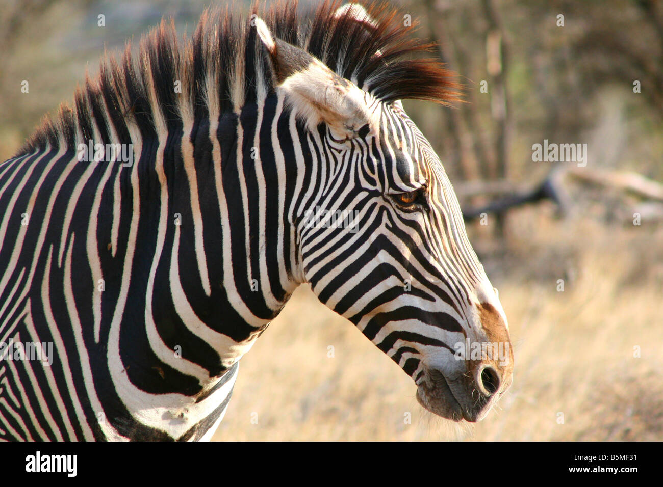Zebra at sunset on plains of Samburu National Reserve, Kenya Stock ...