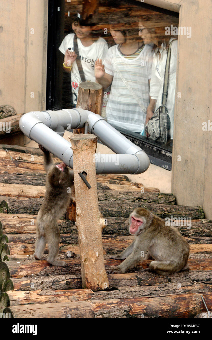 Monkeys zoo hi-res stock photography and images - Alamy