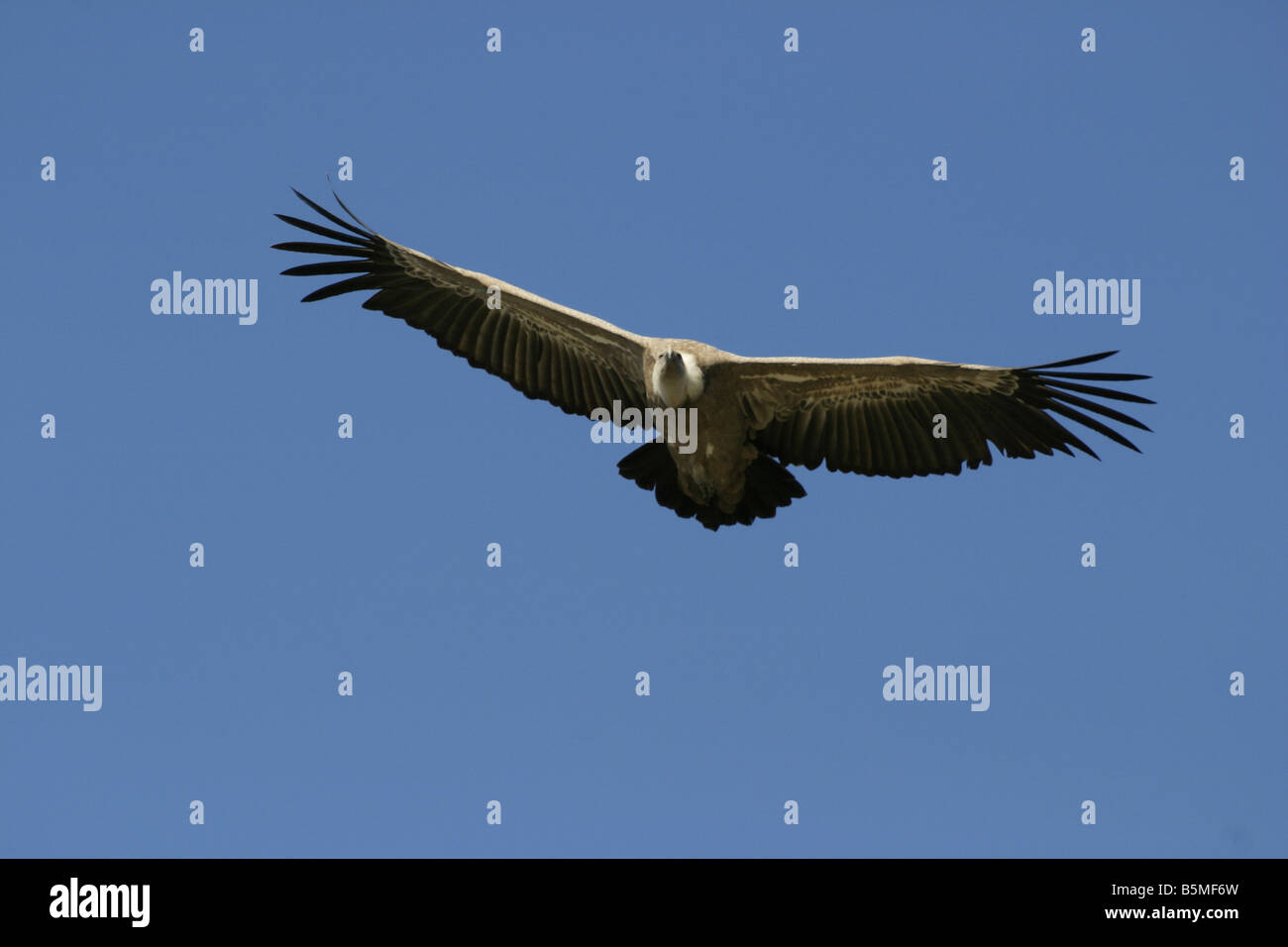 Griffon Vulture, Gyps fulvus, showing its huge wingspan Stock Photo - Alamy