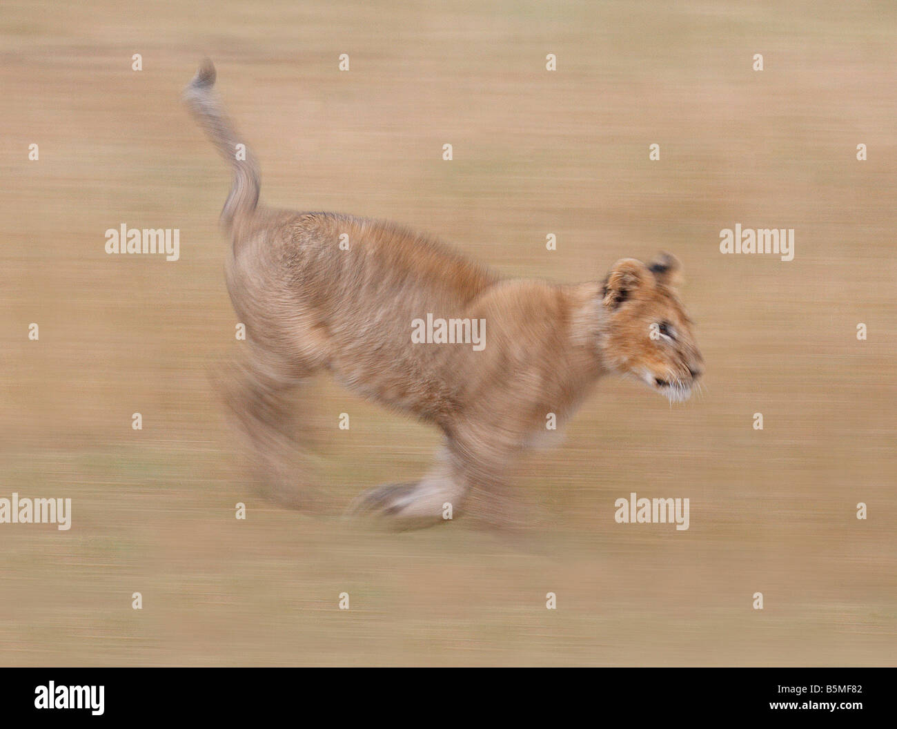 Lion running hi-res stock photography and images - Alamy