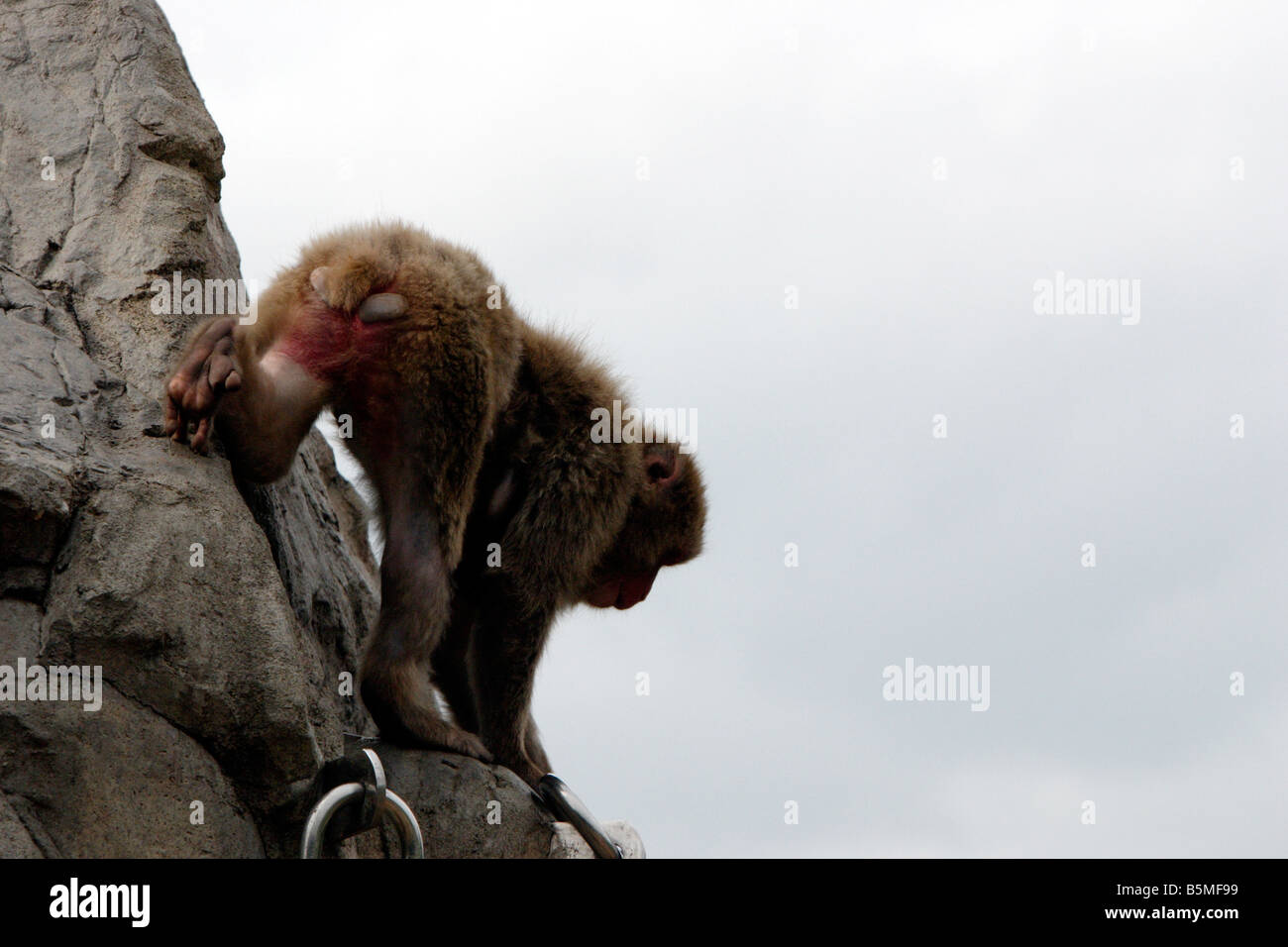 Japanese monkey asahiyama zoo asahikawa hi-res stock photography and ...