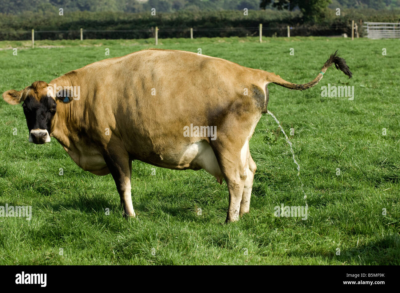 Jersey cow urinating in field Wales Stock Photo - Alamy