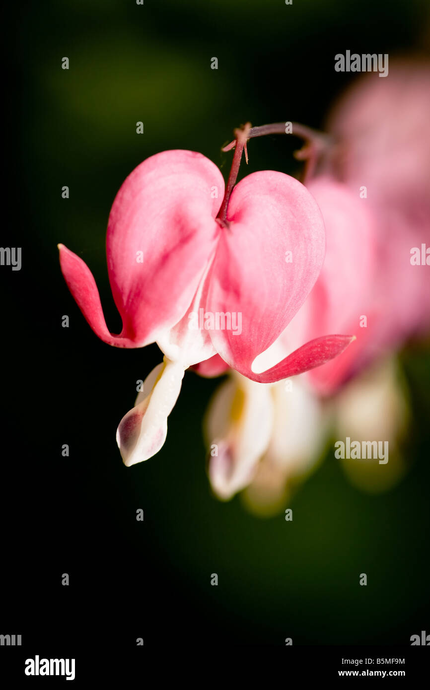 Bleeding heart macro latin hi-res stock photography and images - Alamy