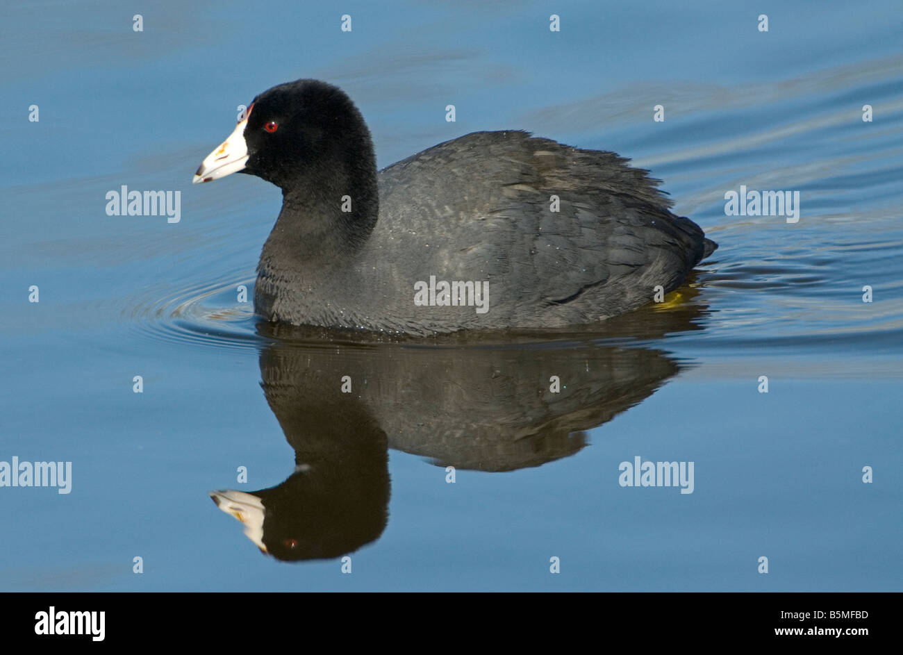 Skip moody dembinsky hi-res stock photography and images - Alamy