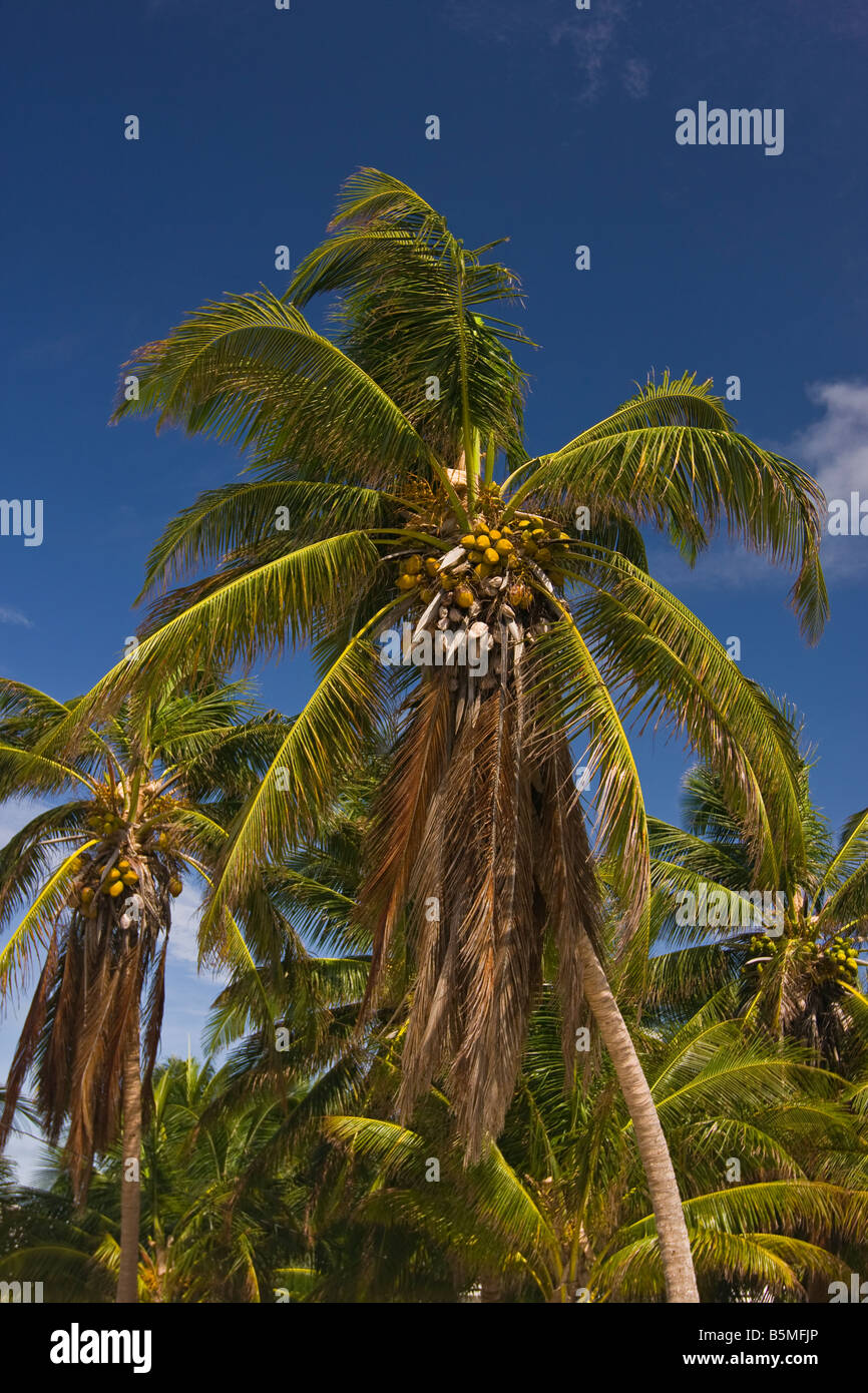 CAYE CAULKER BELIZE Coconut palm tree on the beach Stock Photo - Alamy