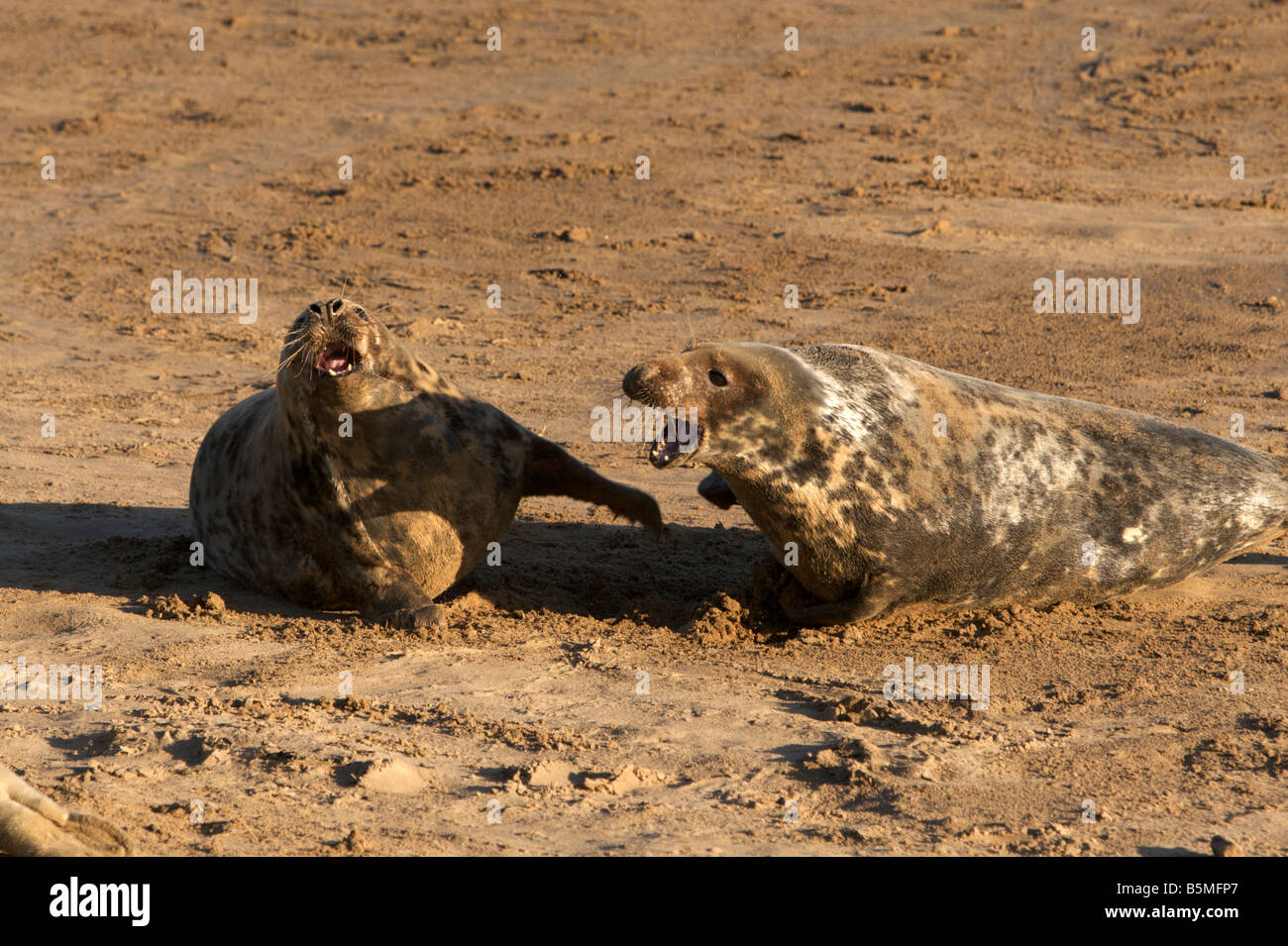 Fighting Grey Seals Stock Photo - Alamy