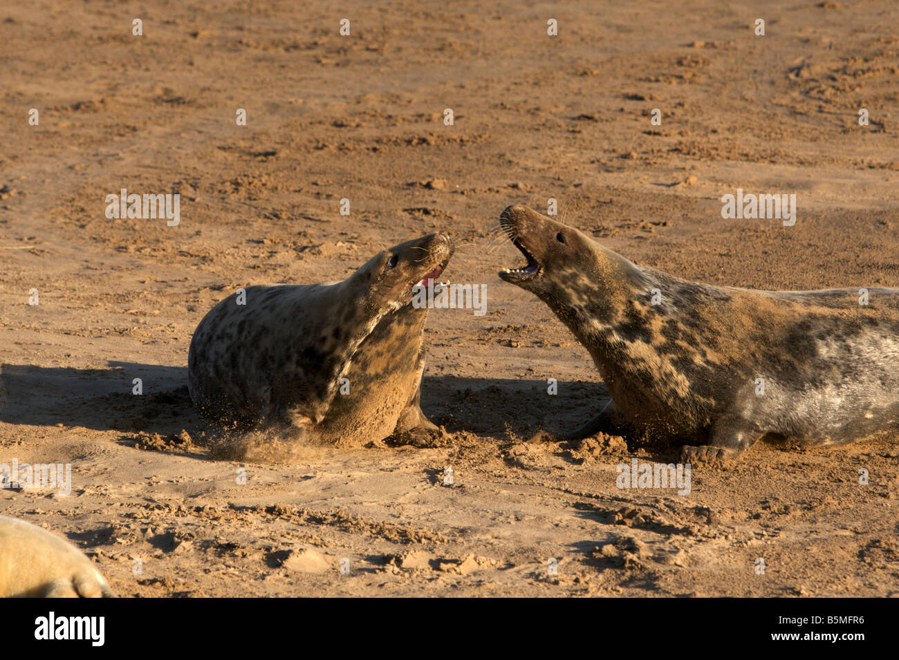 Grey Seals fighting Stock Photo - Alamy