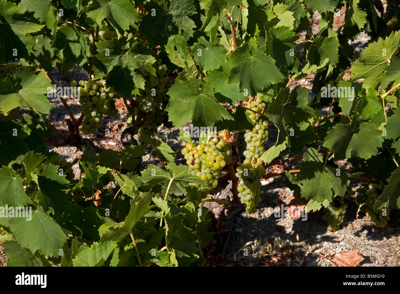Samos greece vineyard hi-res stock photography and images - Alamy