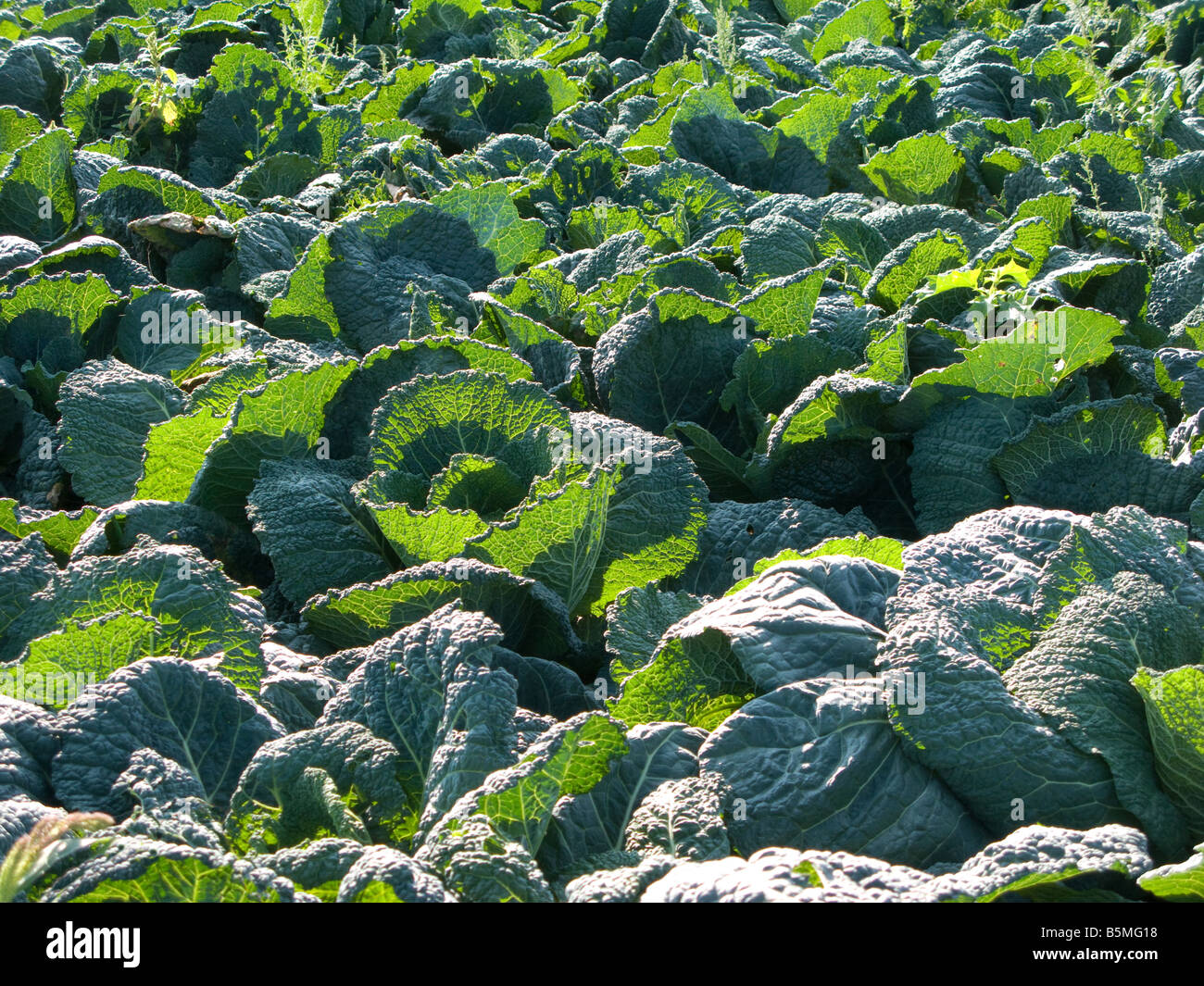 Cabbage patch field hi-res stock photography and images - Alamy