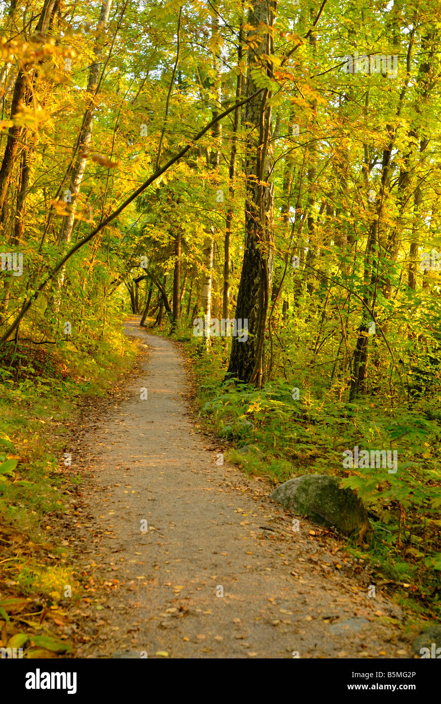 Path in autumn forest at sunset, Helsinki, Finland, Europe Stock Photo ...