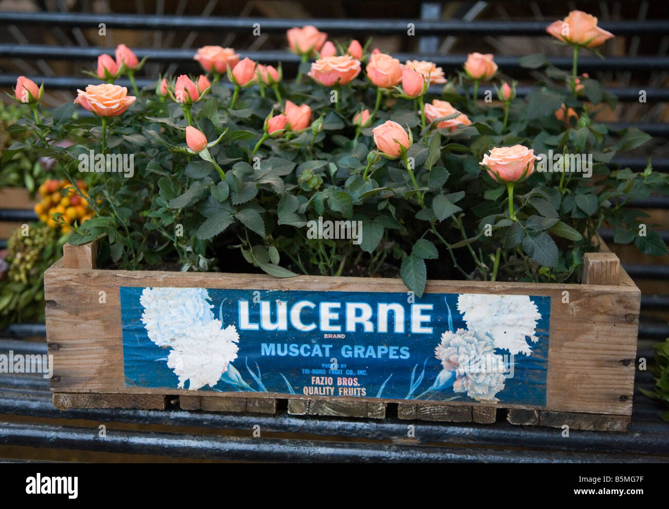 Old country roses hi-res stock photography and images - Alamy