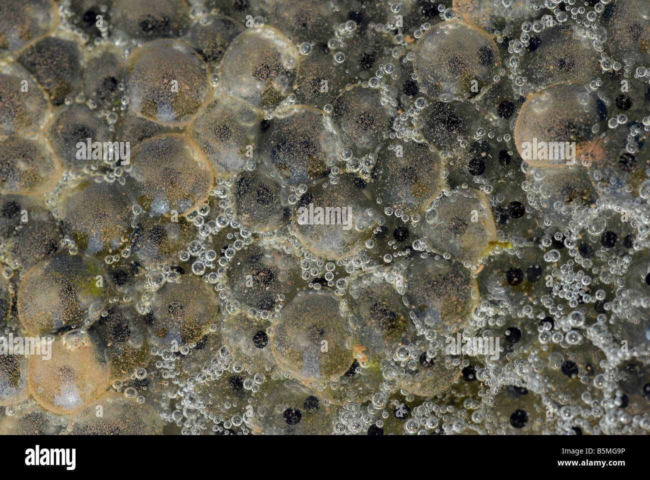 Frogs tadpoles hi-res stock photography and images - Alamy
