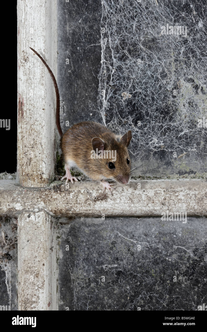 Old mouse hi-res stock photography and images - Alamy