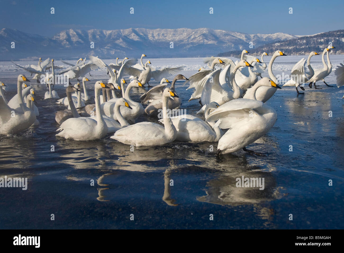 Whooper Swans At Lake Kussharo In Japan – WDLO