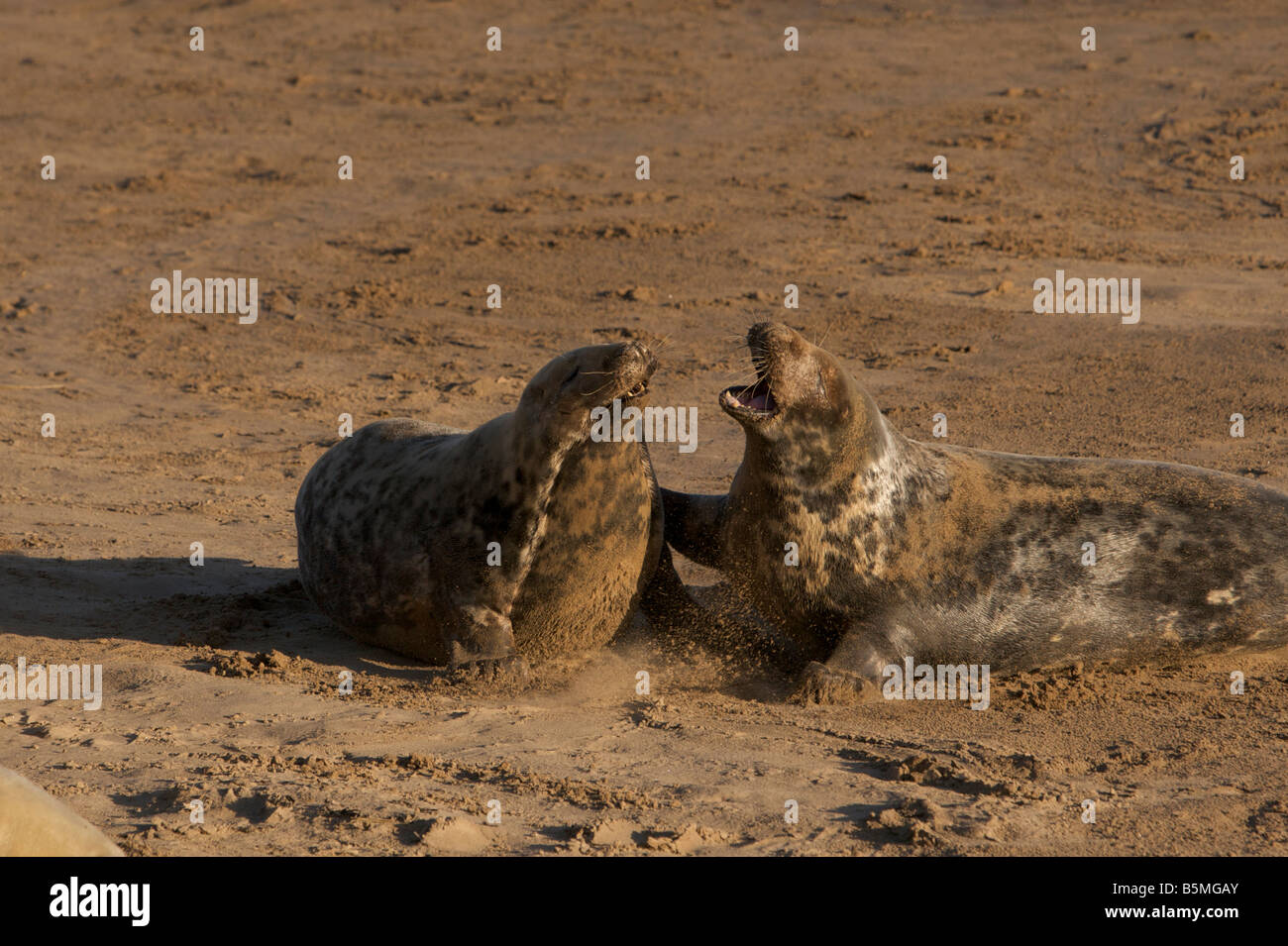 Grey Seals fighting Stock Photo - Alamy