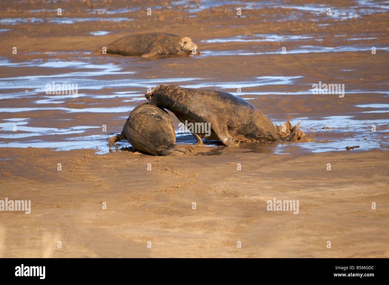 Grey Seals Fighting Stock Photo - Alamy
