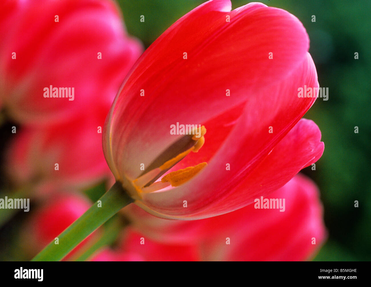 Peer gynt tulip hi-res stock photography and images - Alamy