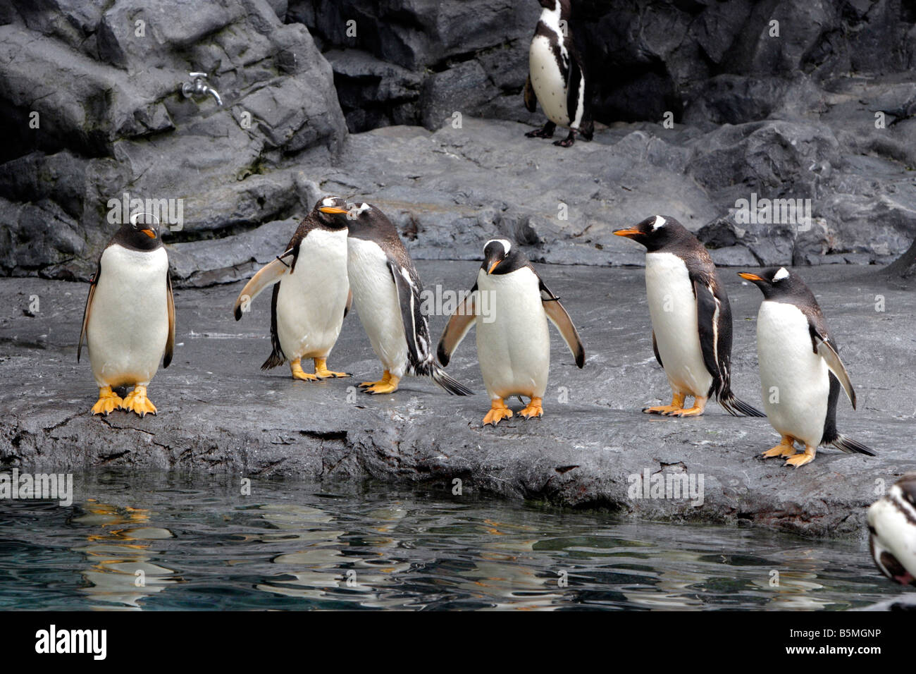 Penguins in Asahiyama Zoo Hokkaido Japan Stock Photo - Alamy