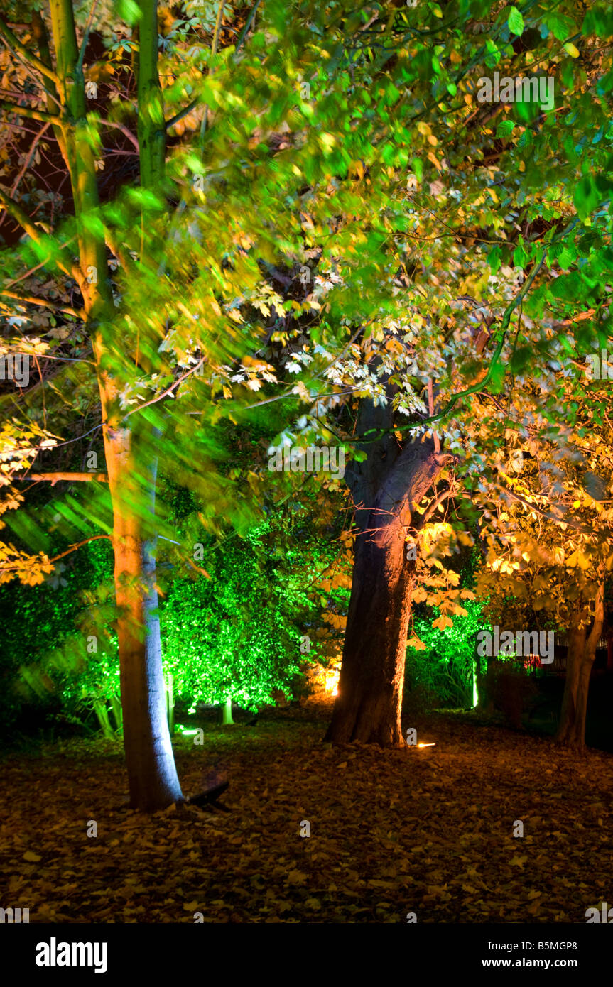 Trees lit up at night Queens Park Chesterfield Derbyshire England Stock ...
