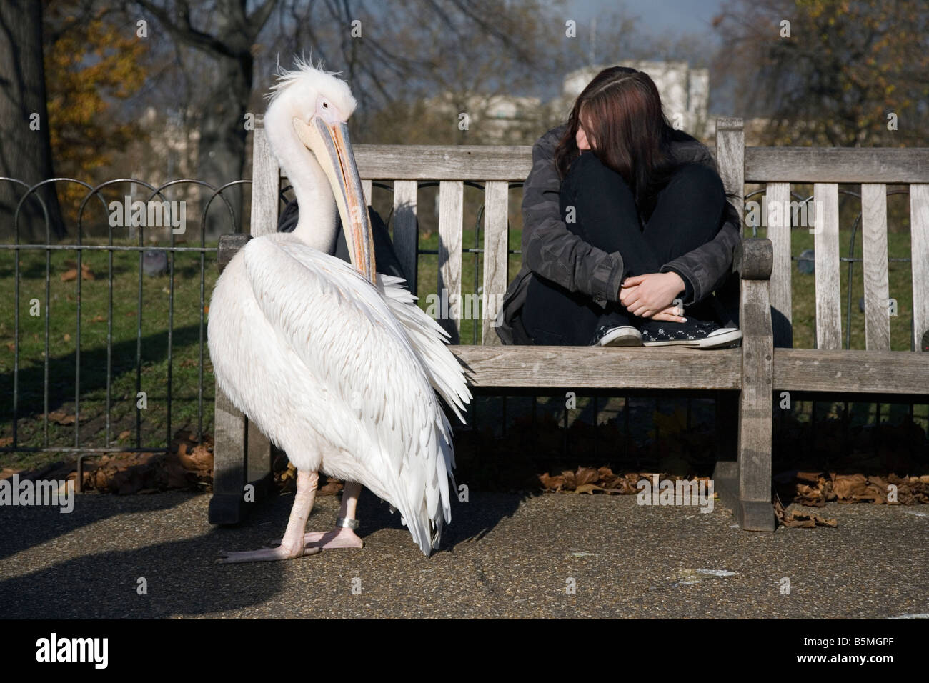 woman and pelican in st james's park london Stock Photo - Alamy