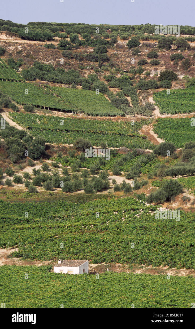 vineyard in the valley around Archanes Crete Greece Stock Photo - Alamy