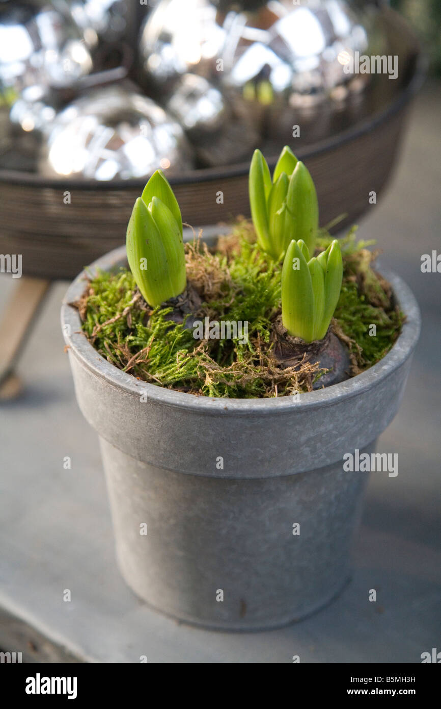 spring hyacinth bulbs emerging in flower pot Stock Photo - Alamy
