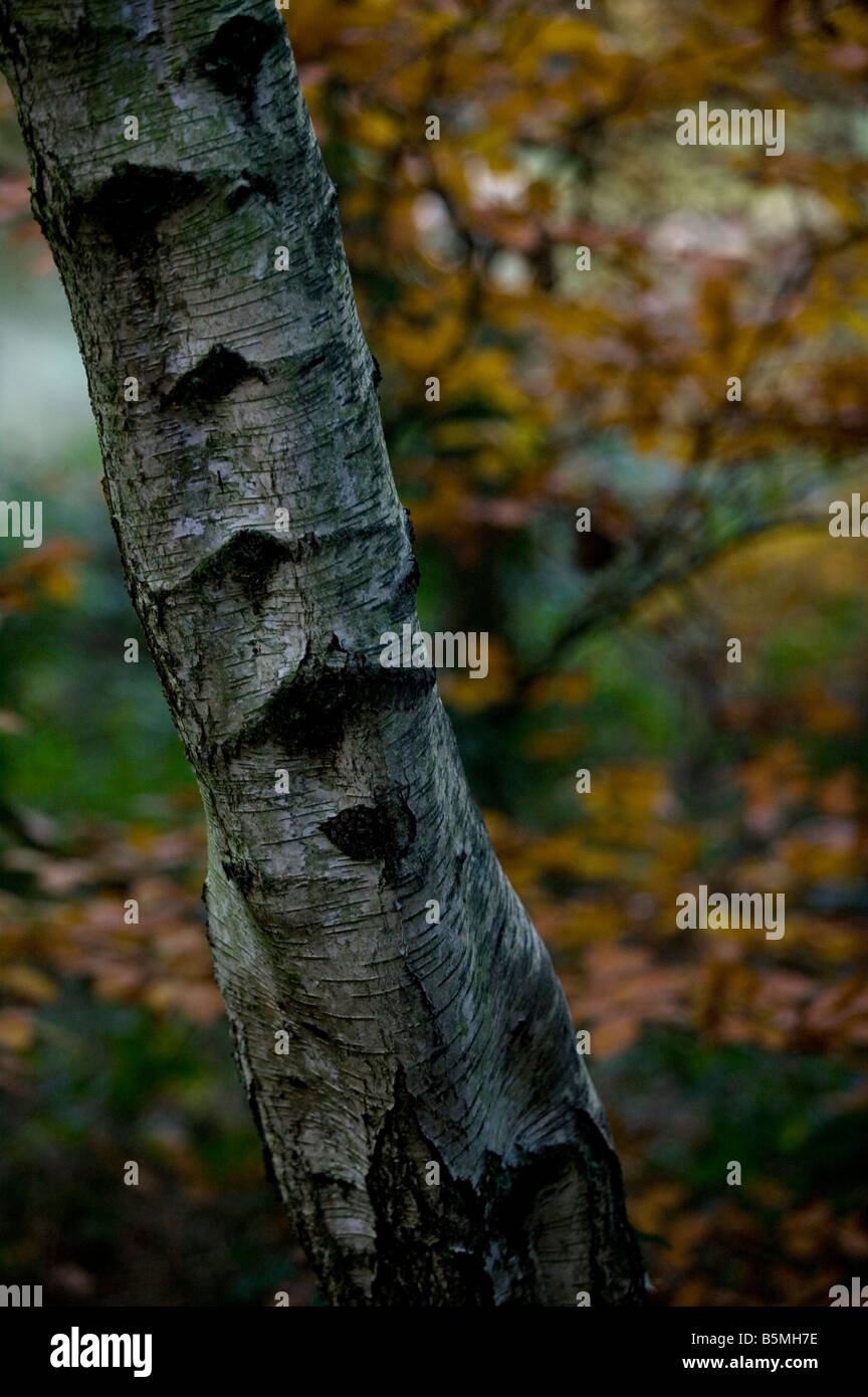 Silver Birch tree trunk in Autumn Stock Photo - Alamy