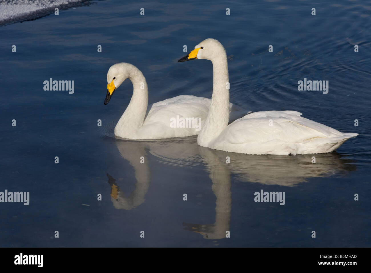 Hokkaido Japan Pair of Whooper Swans Cygnus cygnus on an open section ...