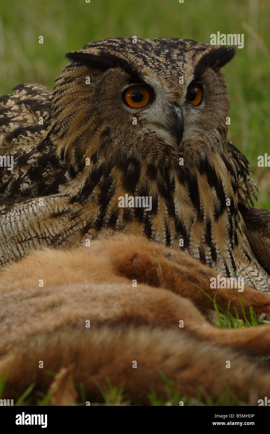Eagle Owl with Fox Stock Photo - Alamy