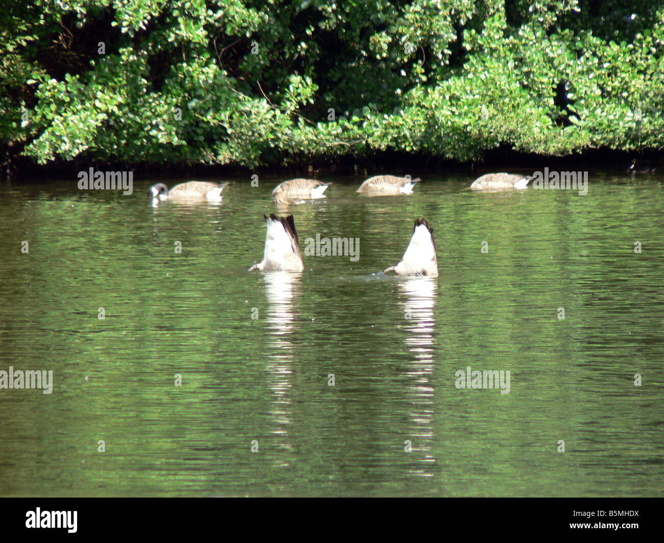 Canadian Geese diving Stock Photo - Alamy
