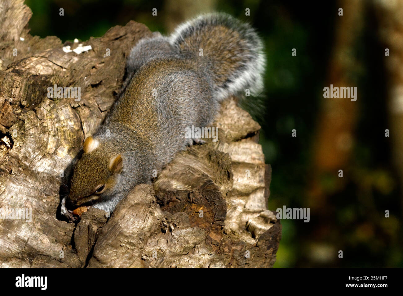 grey squirrel with a hazel nut Stock Photo - Alamy
