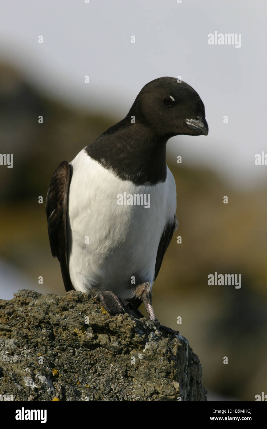 Little Auk, Alle alle Stock Photo - Alamy