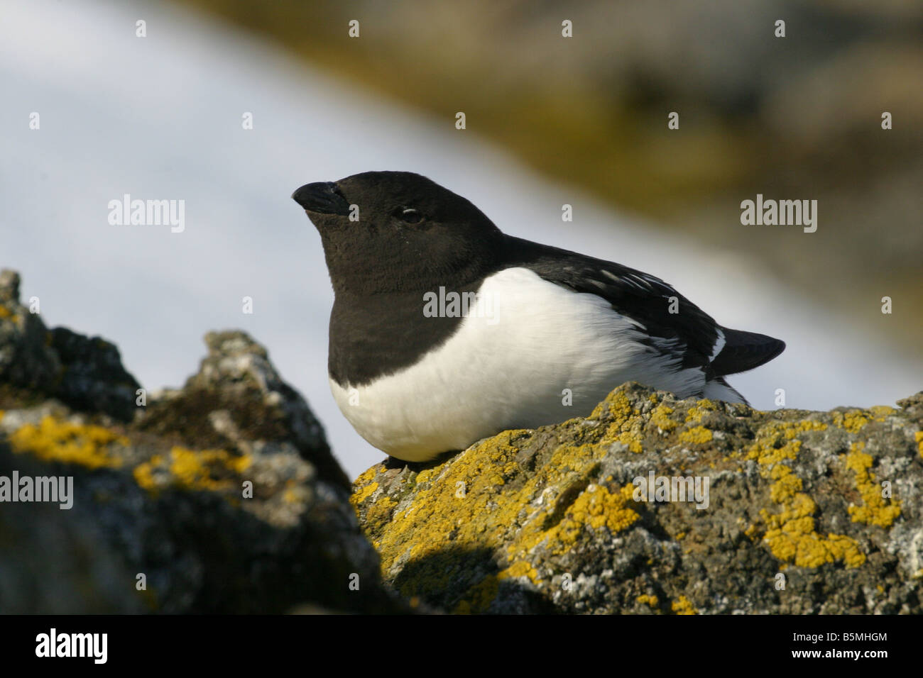 Little Auk, Alle alle Stock Photo - Alamy