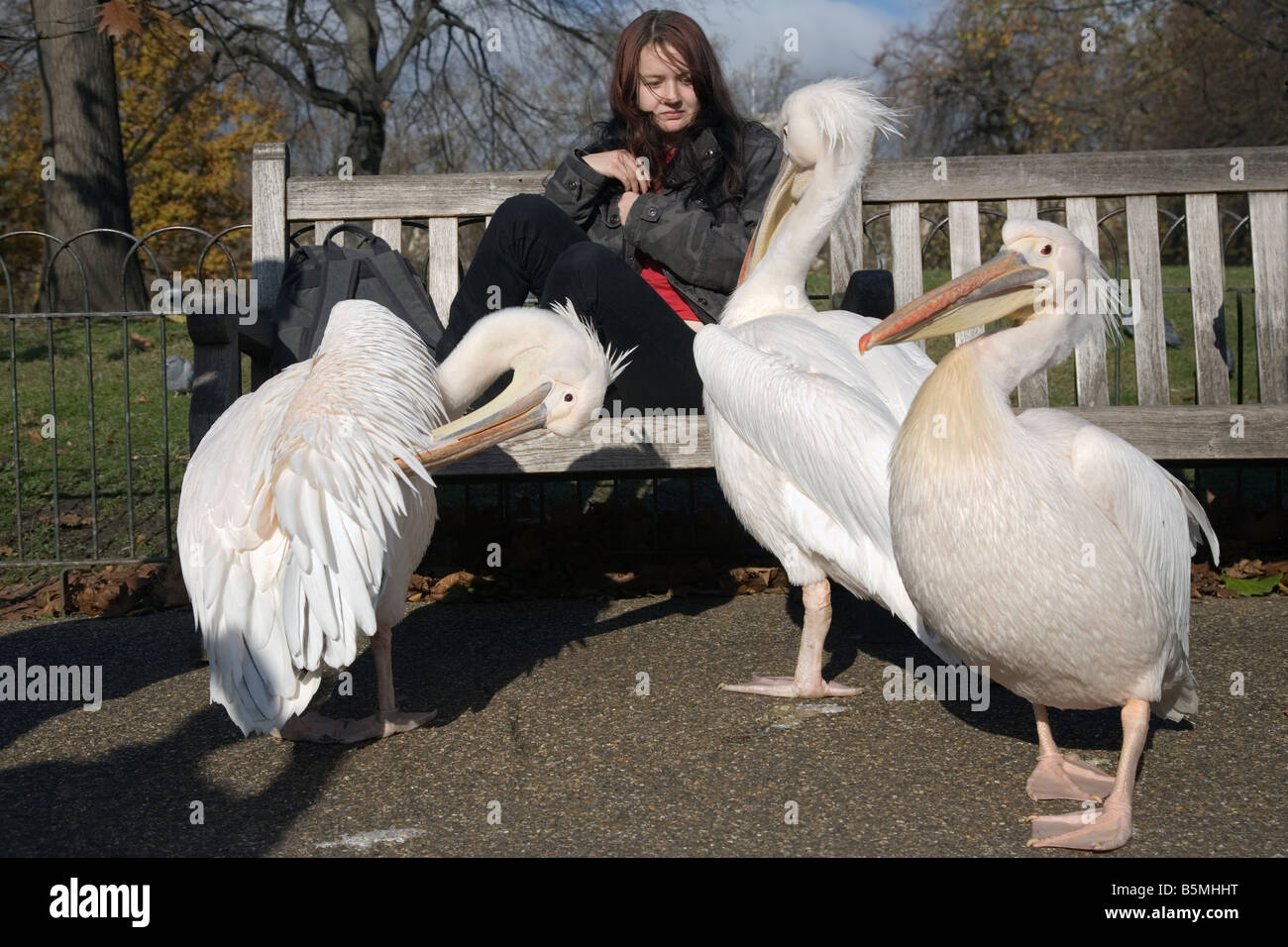woman and pelicans in st james's park london Stock Photo - Alamy