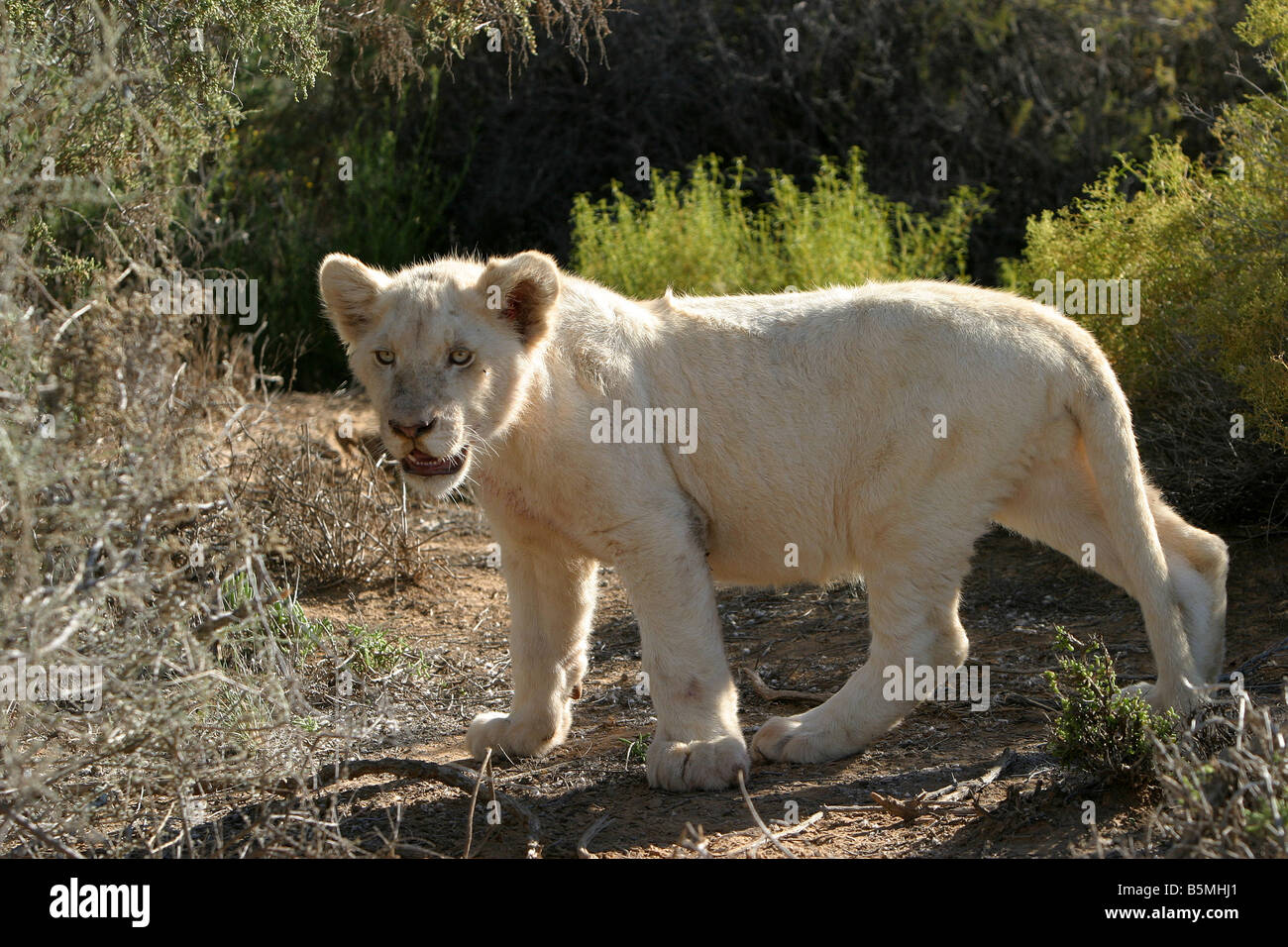 White Lion cub Stock Photo - Alamy