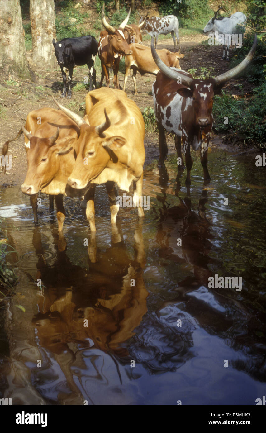 Ankole cows with spectacular horns South west Uganda The cows are ...