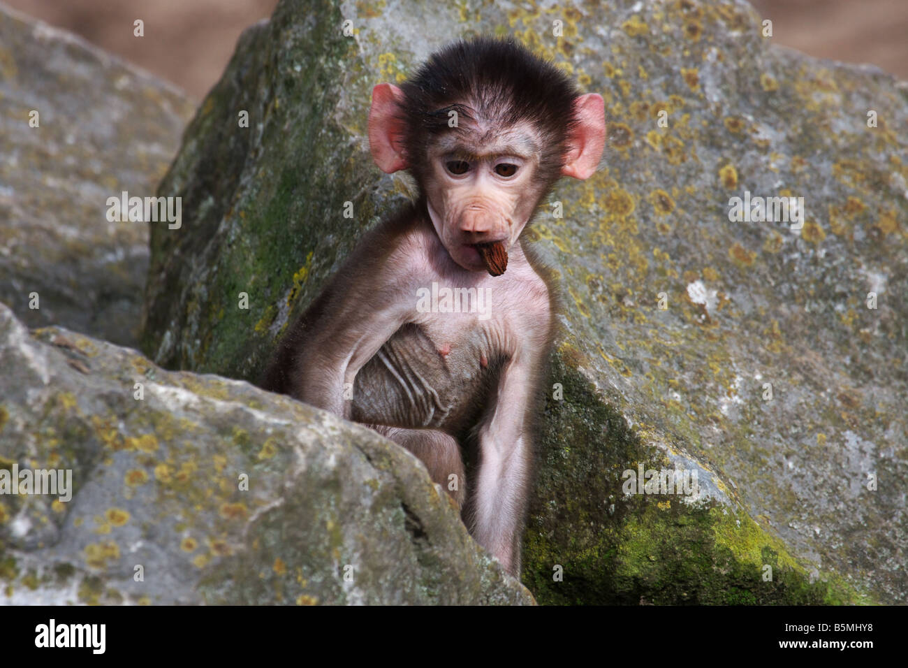 Baboon Baby High Resolution Stock Photography and Images - Alamy