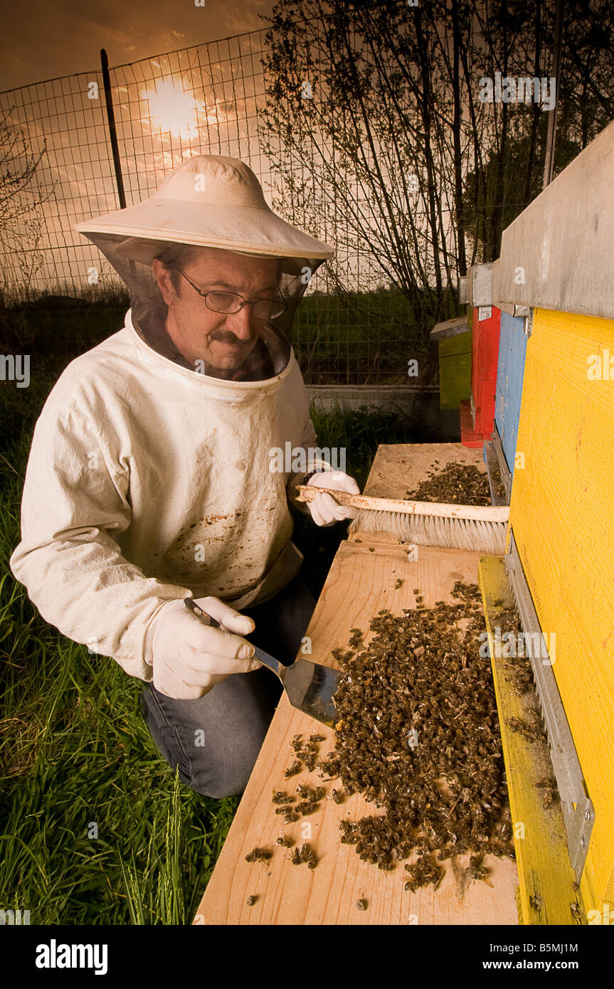 Bee diseases hi-res stock photography and images - Alamy